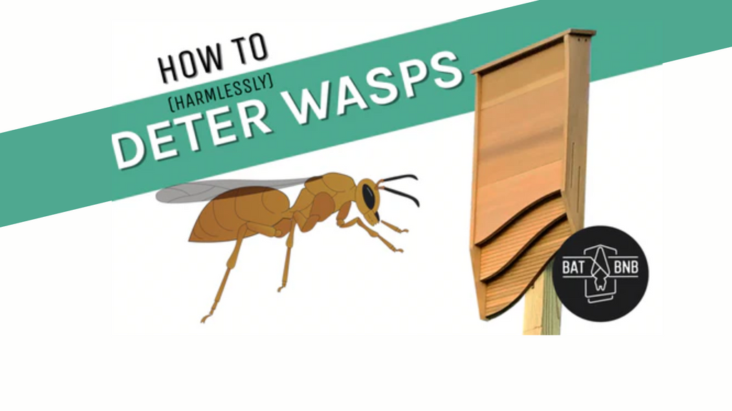 Keep Wasps Out of Your Bat House- How to prevent and remove them– BatBnB
